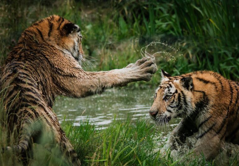 The Formosan Tiger: Taiwan's Big-Cat Folklore and History - Island ...